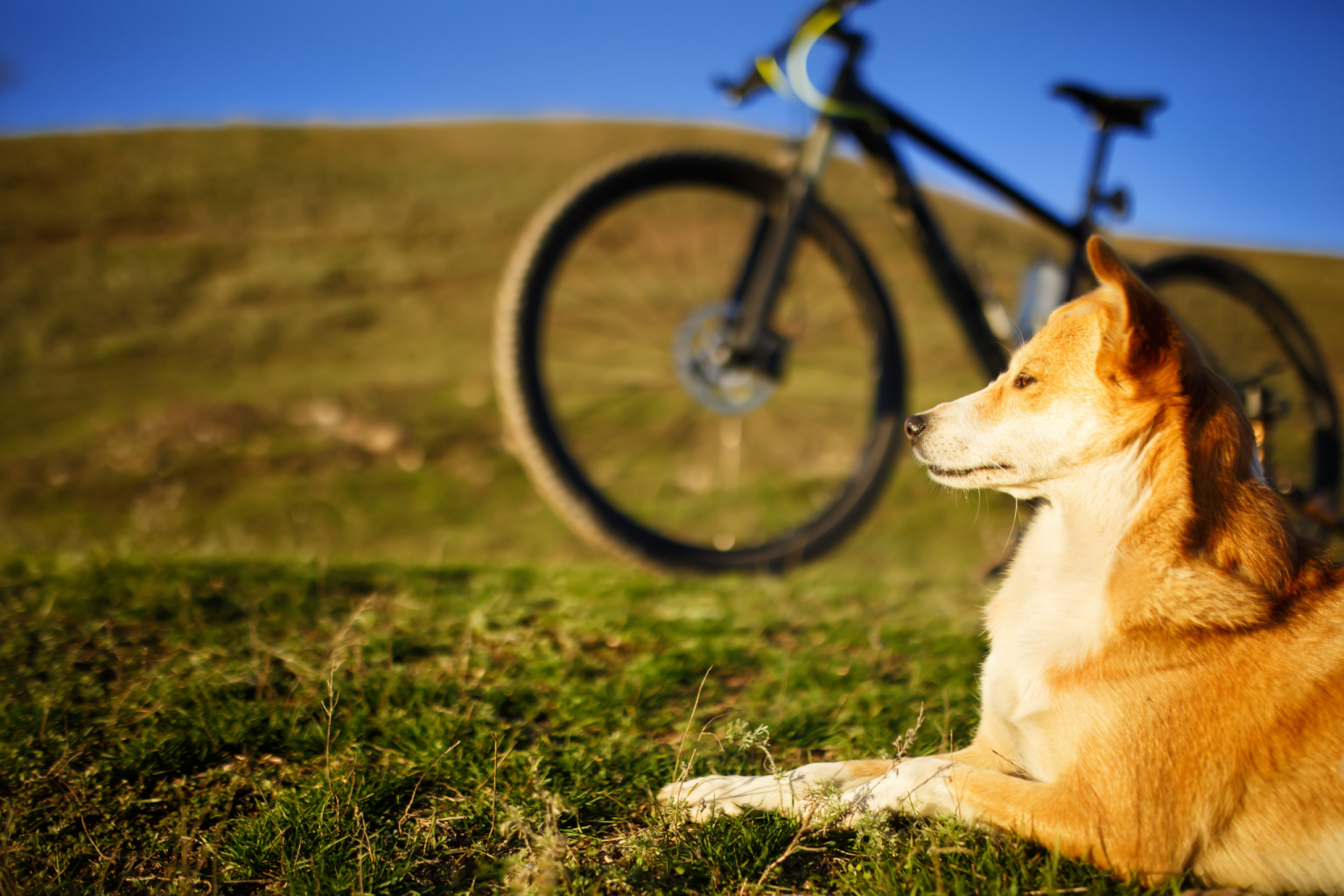 Hund Am Fahrrad